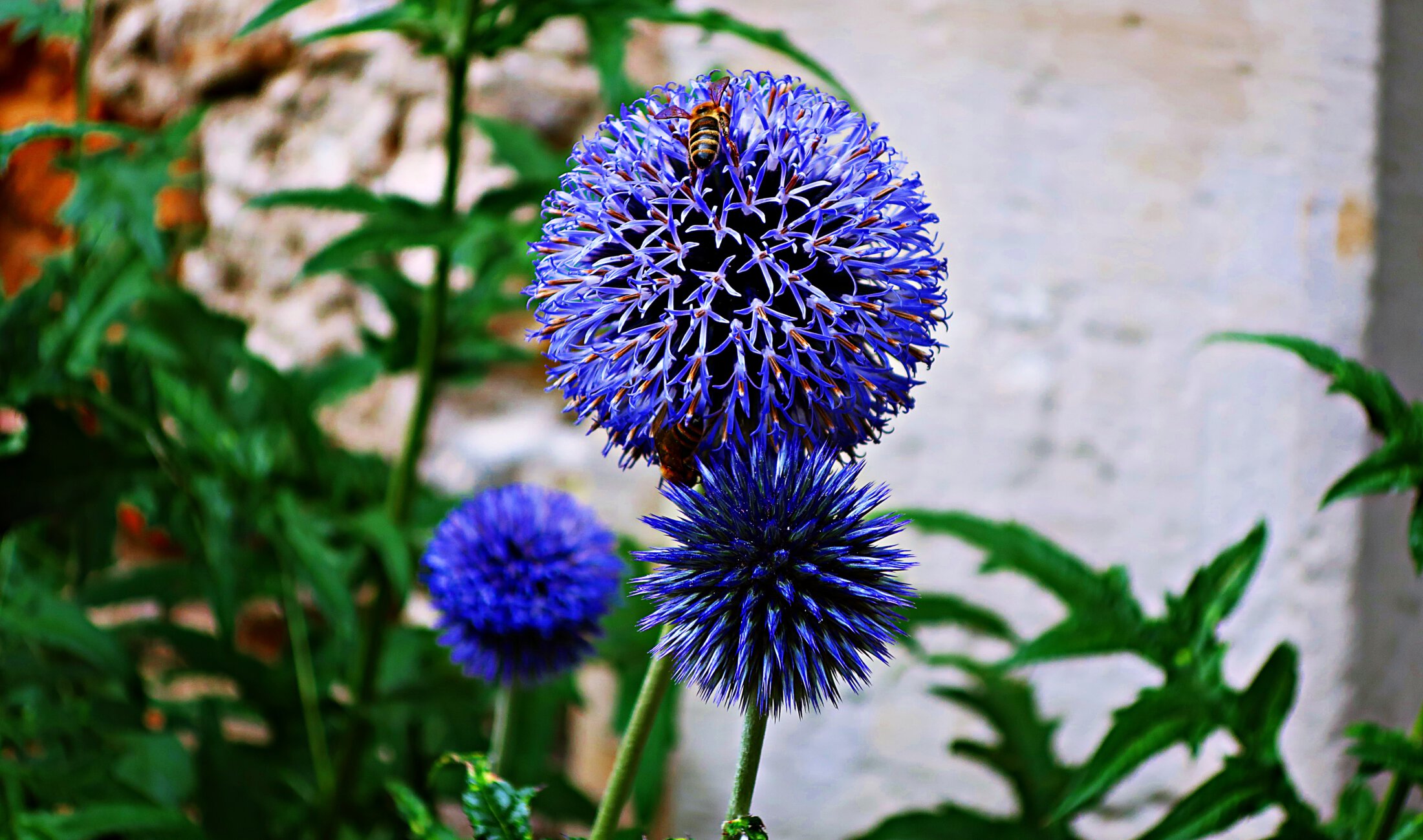 Disteln – Dr. Christina Schlegl